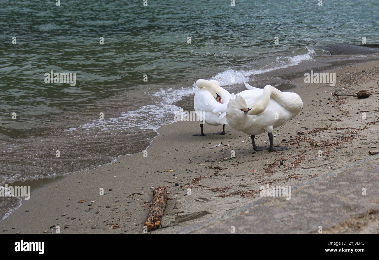 Lake como swans hi-res stock photography and images - Alamy