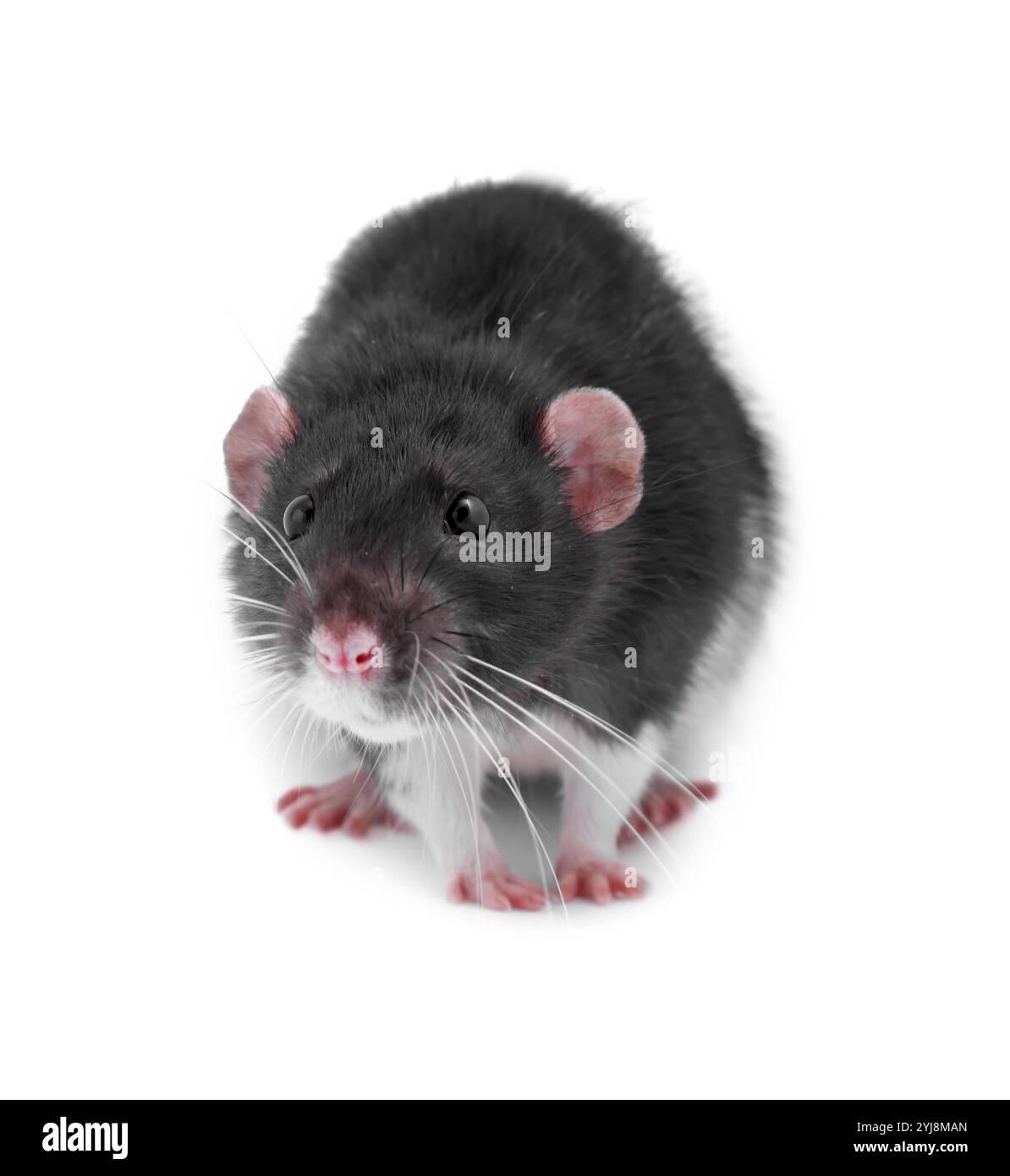 One rat on white background. Cute rodent Stock Photo - Alamy