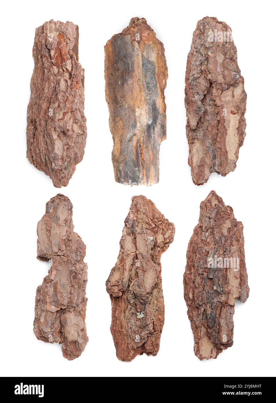 PIeces of tree bark isolated on white, collage Stock Photo - Alamy