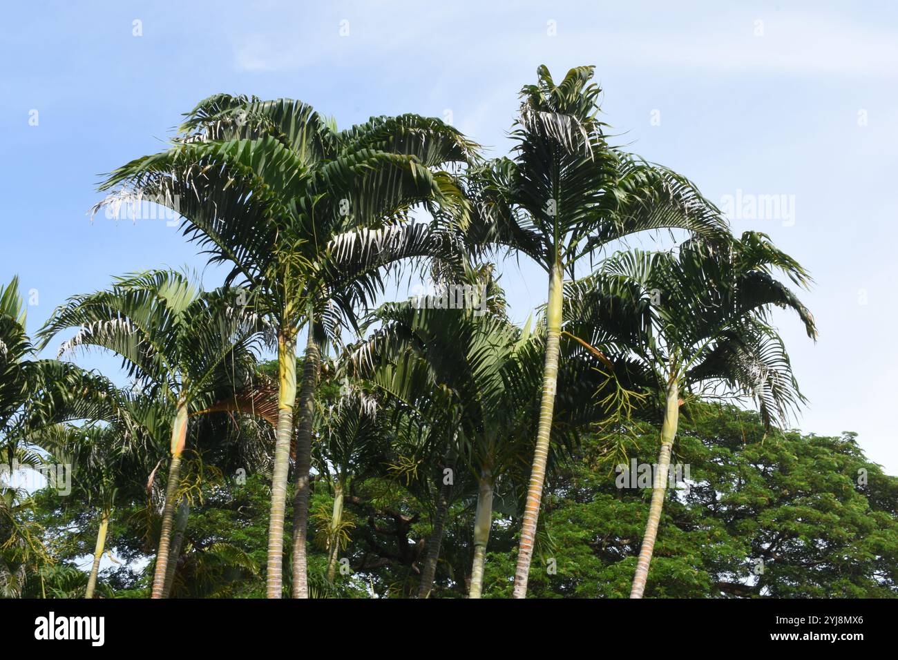 Bamboo church hi-res stock photography and images - Alamy