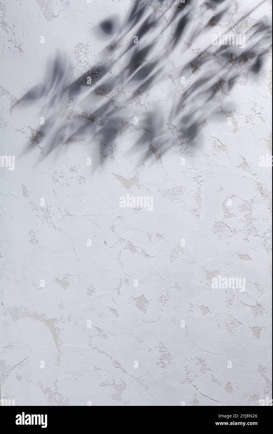 White wall and shade tree Stock Photo - Alamy