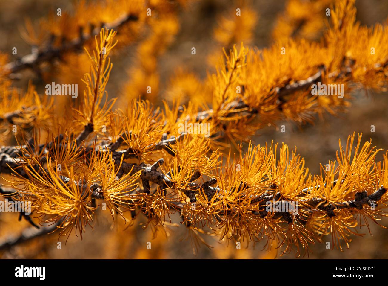 autumn colors of Rauch Stock Photo - Alamy