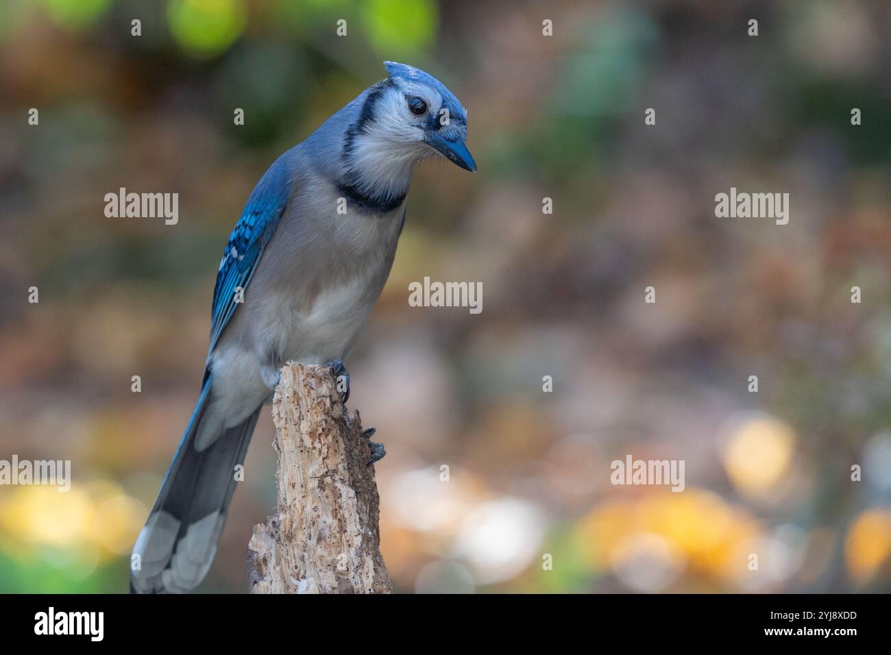 Blue Jay (Cyanocitta cristata) with head tilted Stock Photo - Alamy