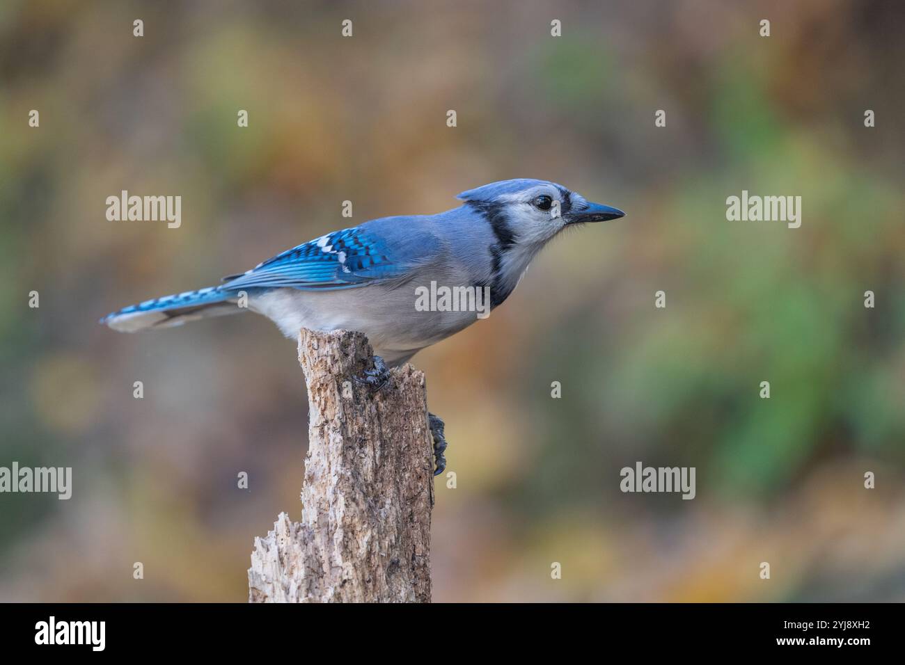 Curious blue jay cyanocitta hi-res stock photography and images - Alamy