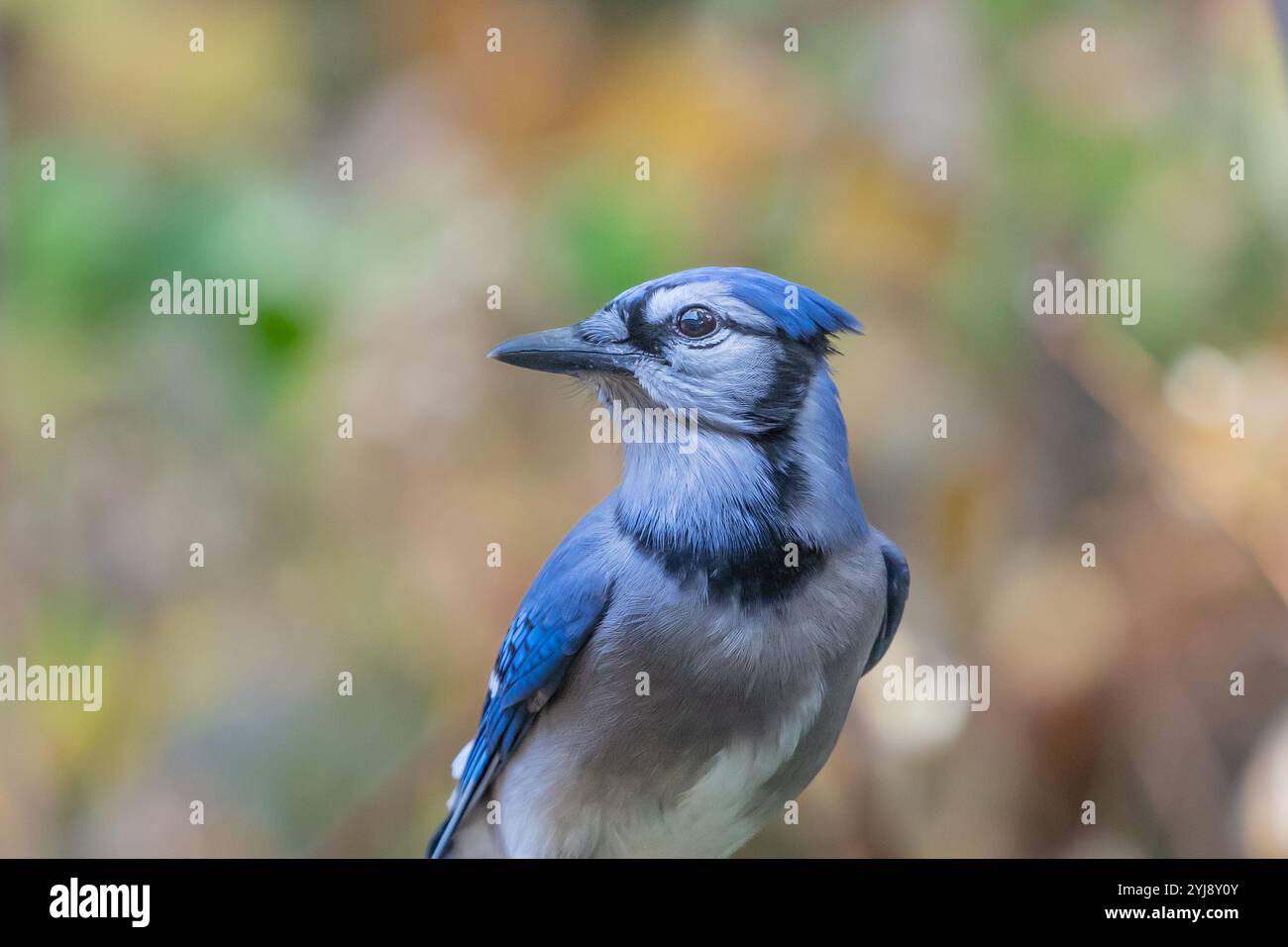 Blue jay portrait cyanocitta hi-res stock photography and images - Alamy