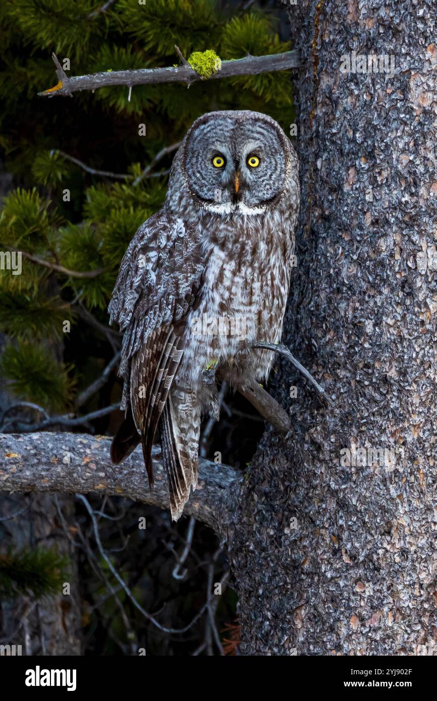 Great Grey Portrait Stock Photo - Alamy