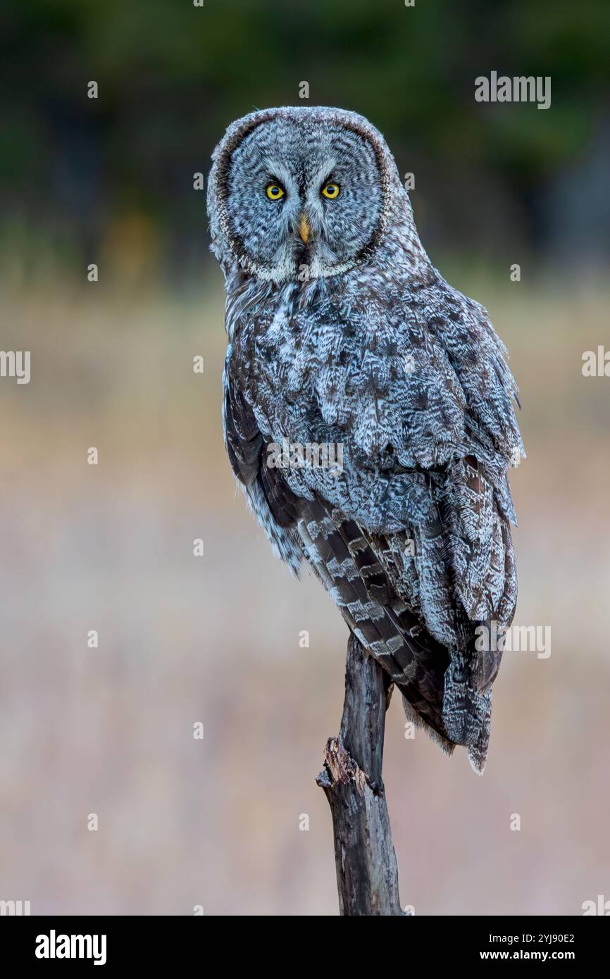Great Grey Portrait Stock Photo - Alamy