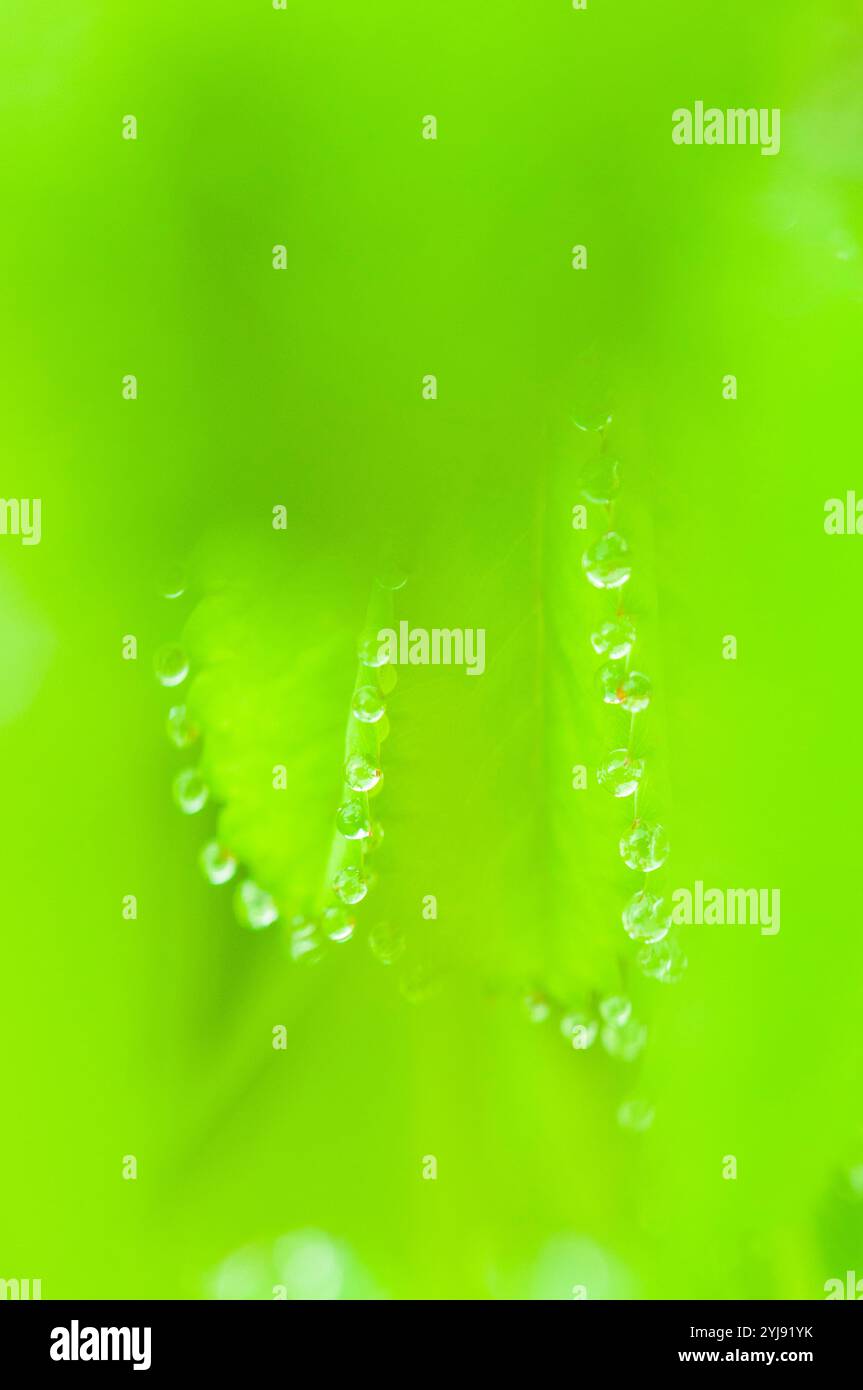 Water drops on young leaves Wallflower Overflow phenomenon Stock Photo ...