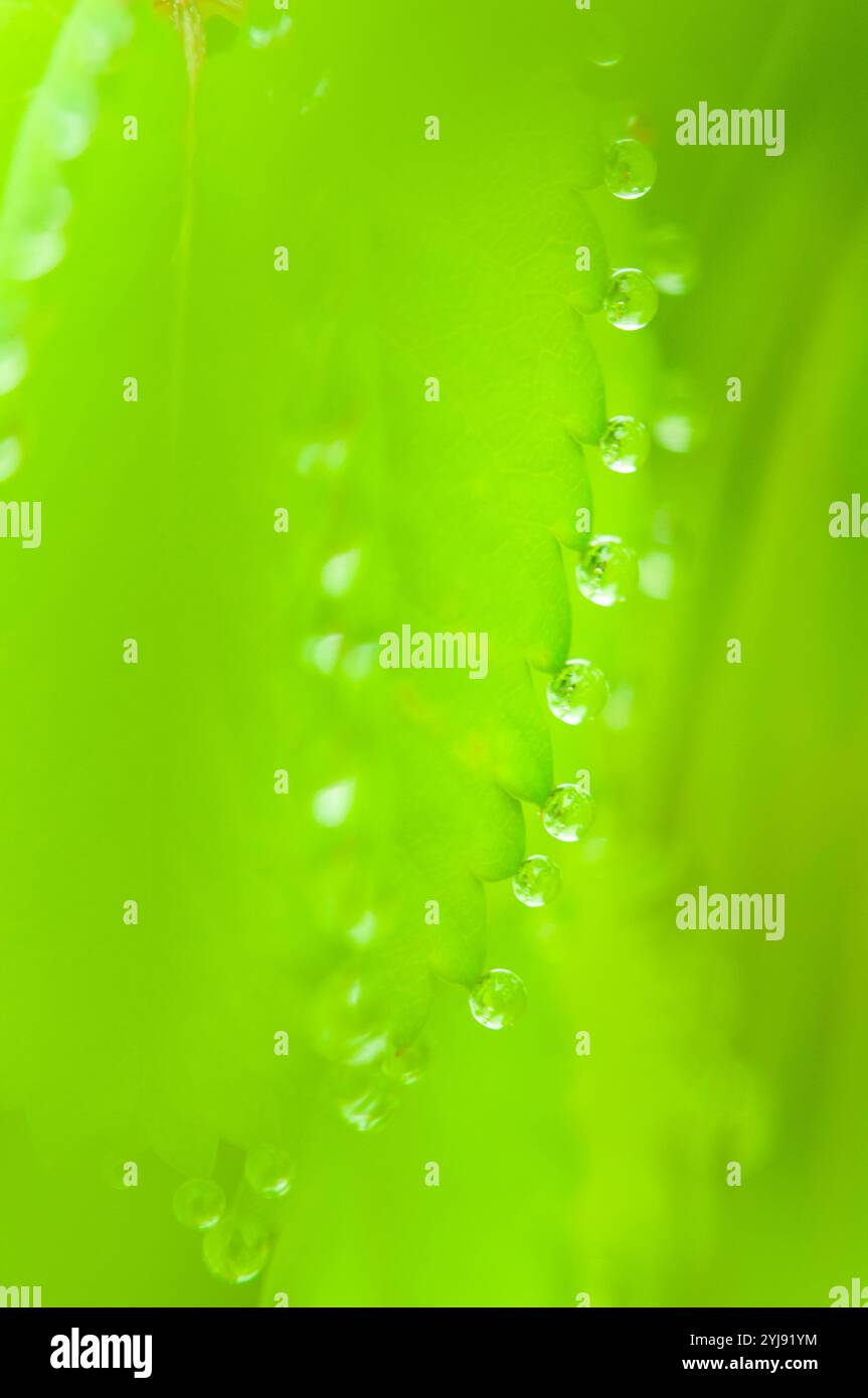 Water drops on young leaves Wallflower Overflow phenomenon Stock Photo ...