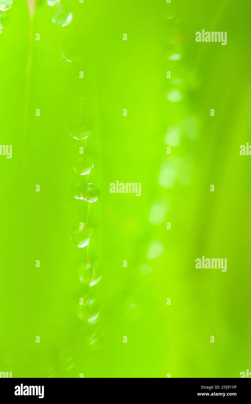Water drops on young leaves Wallflower Overflow phenomenon Stock Photo ...