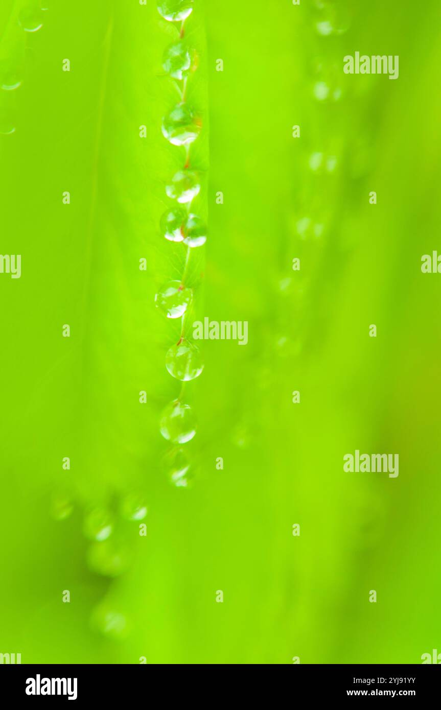Water drops on young leaves Wallflower Overflow phenomenon Stock Photo ...