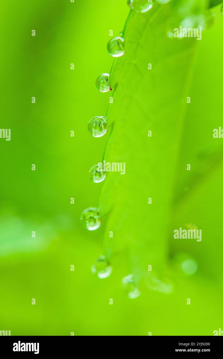 Water drops on young leaves Wallflower Overflow phenomenon Stock Photo ...