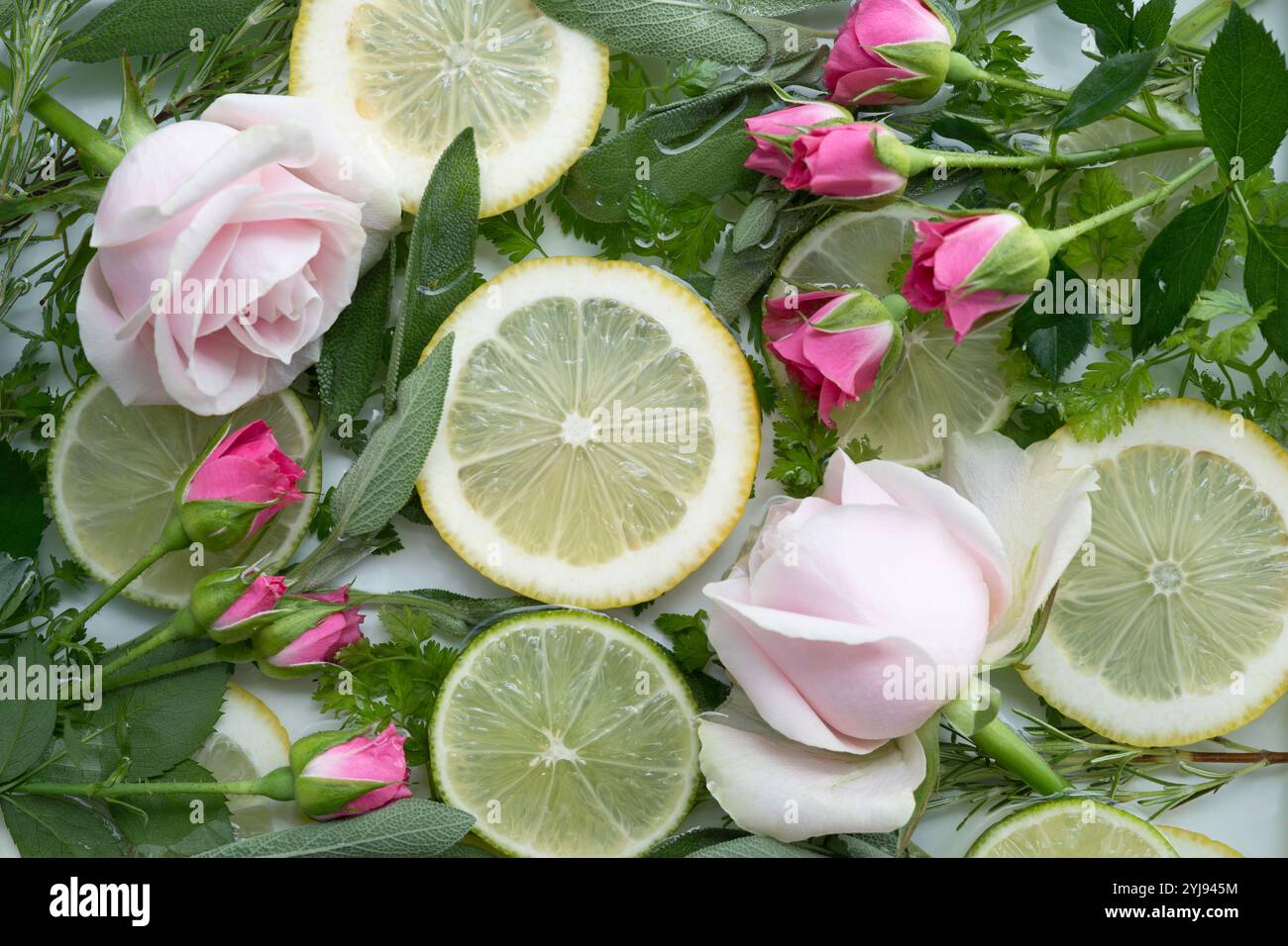 Lime green roses hi-res stock photography and images - Alamy