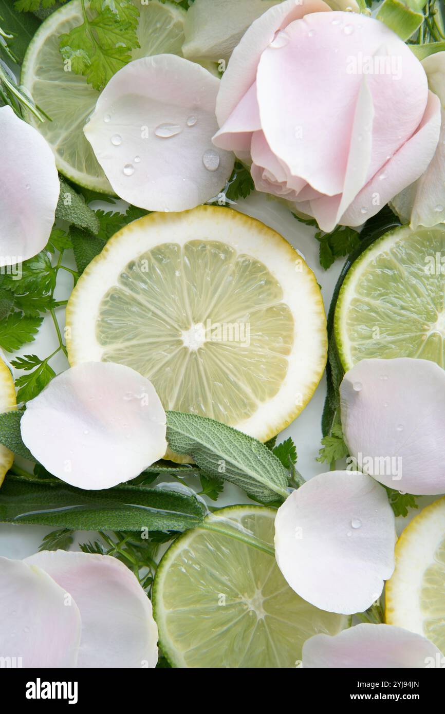 Lime green roses hi-res stock photography and images - Alamy