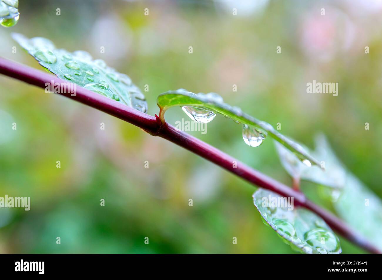 Moisture plant hi-res stock photography and images - Alamy