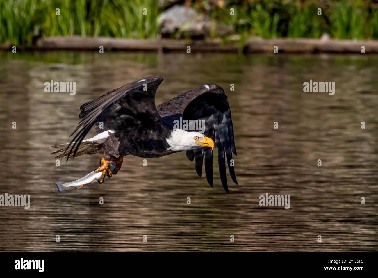 Prize fish hi-res stock photography and images - Alamy