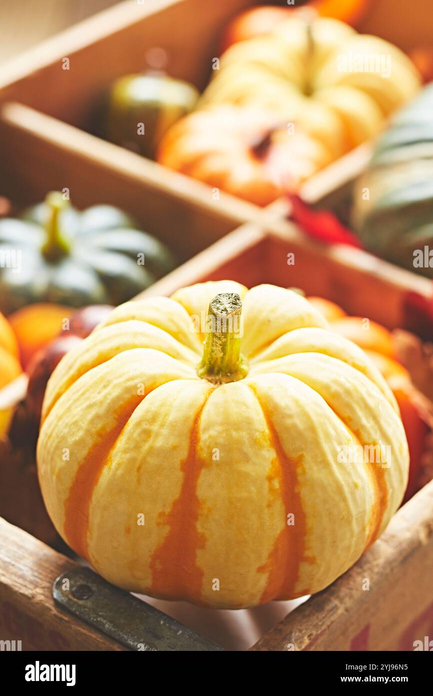 Colorful yellow orange pumpkins hi-res stock photography and images - Alamy