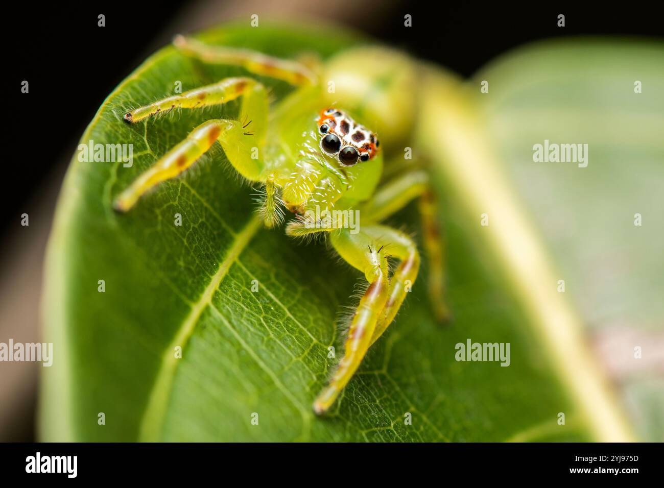 Mopsus mormon is an Australian spider species of the family Salticidae ...