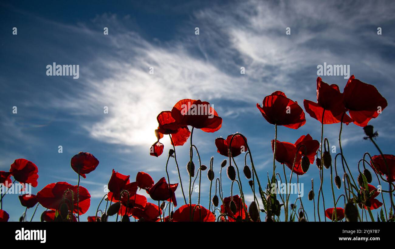 Anzac day. Remembrance day, Memorial day. Red poppies. Vivid poppy ...