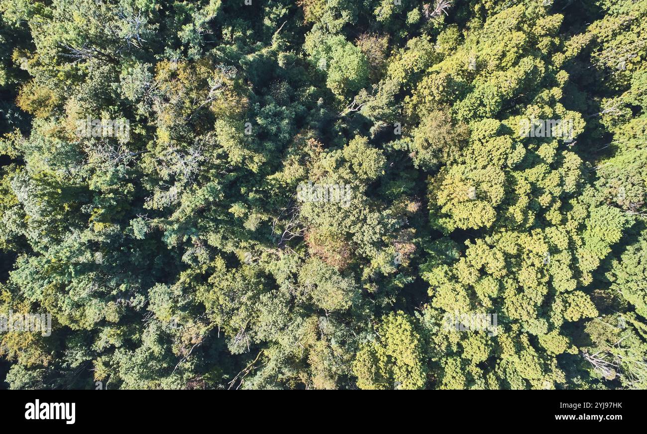 Overhead view forest filmed hi-res stock photography and images - Alamy