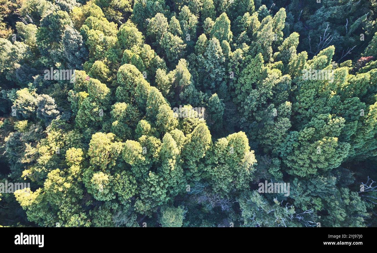 Overhead view forest filmed hi-res stock photography and images - Alamy