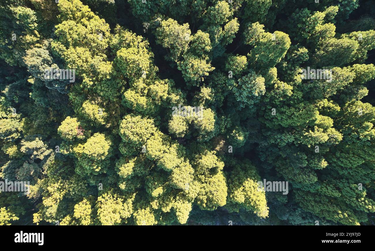 Overhead view forest filmed hi-res stock photography and images - Alamy