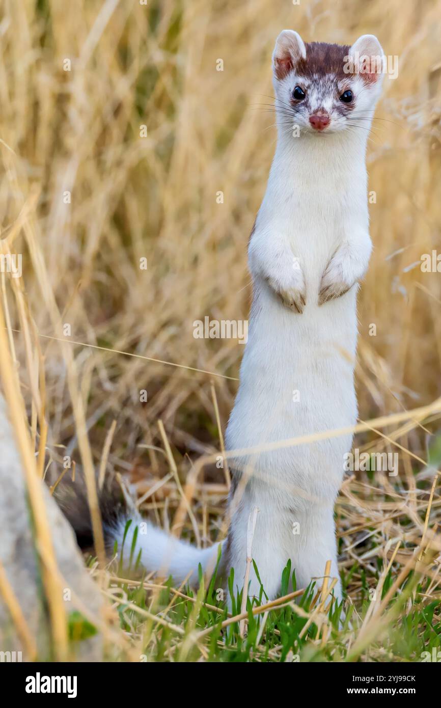 Short tailed weasel hi-res stock photography and images - Alamy