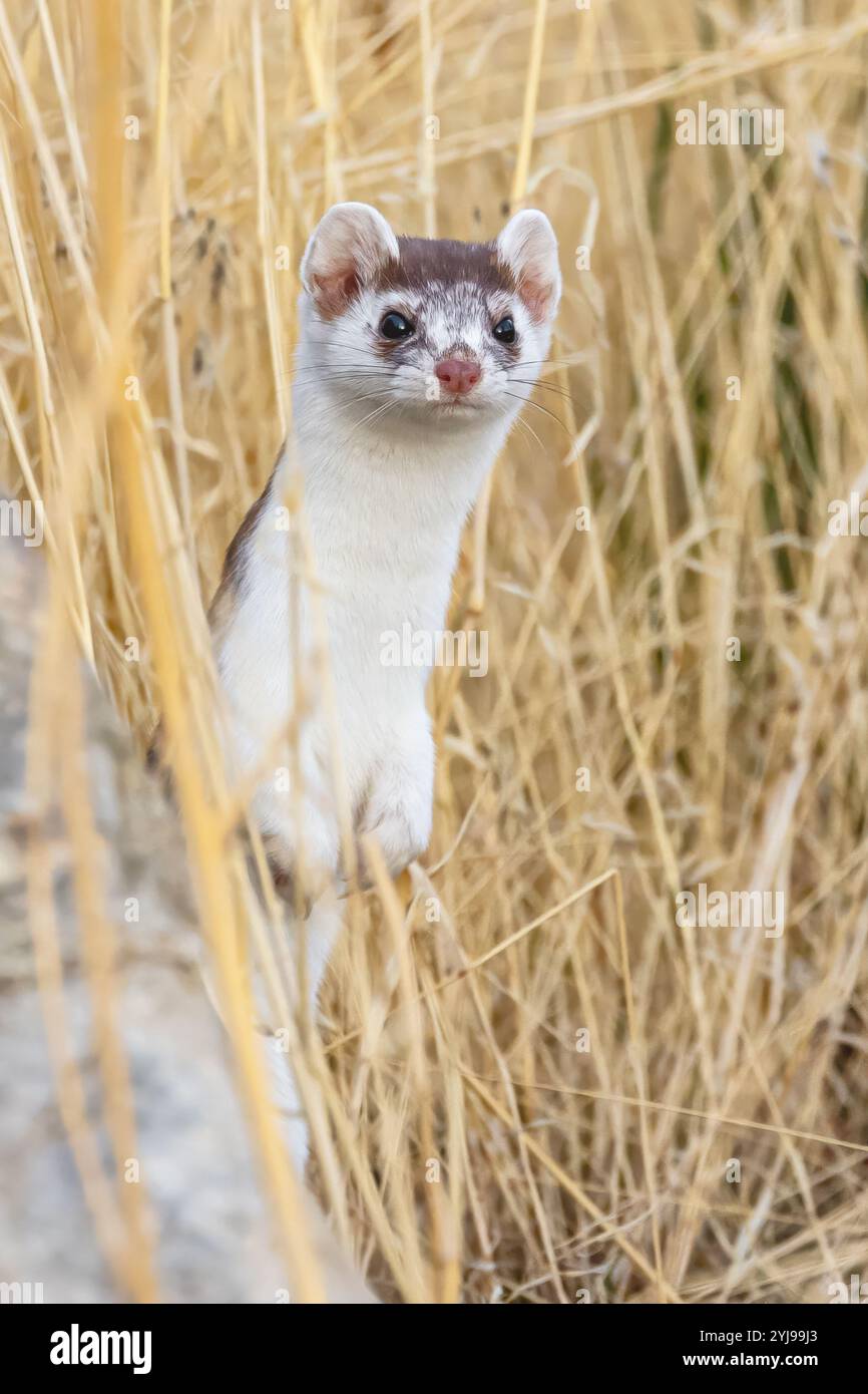 Long tailed weasel standing up hi-res stock photography and images - Alamy