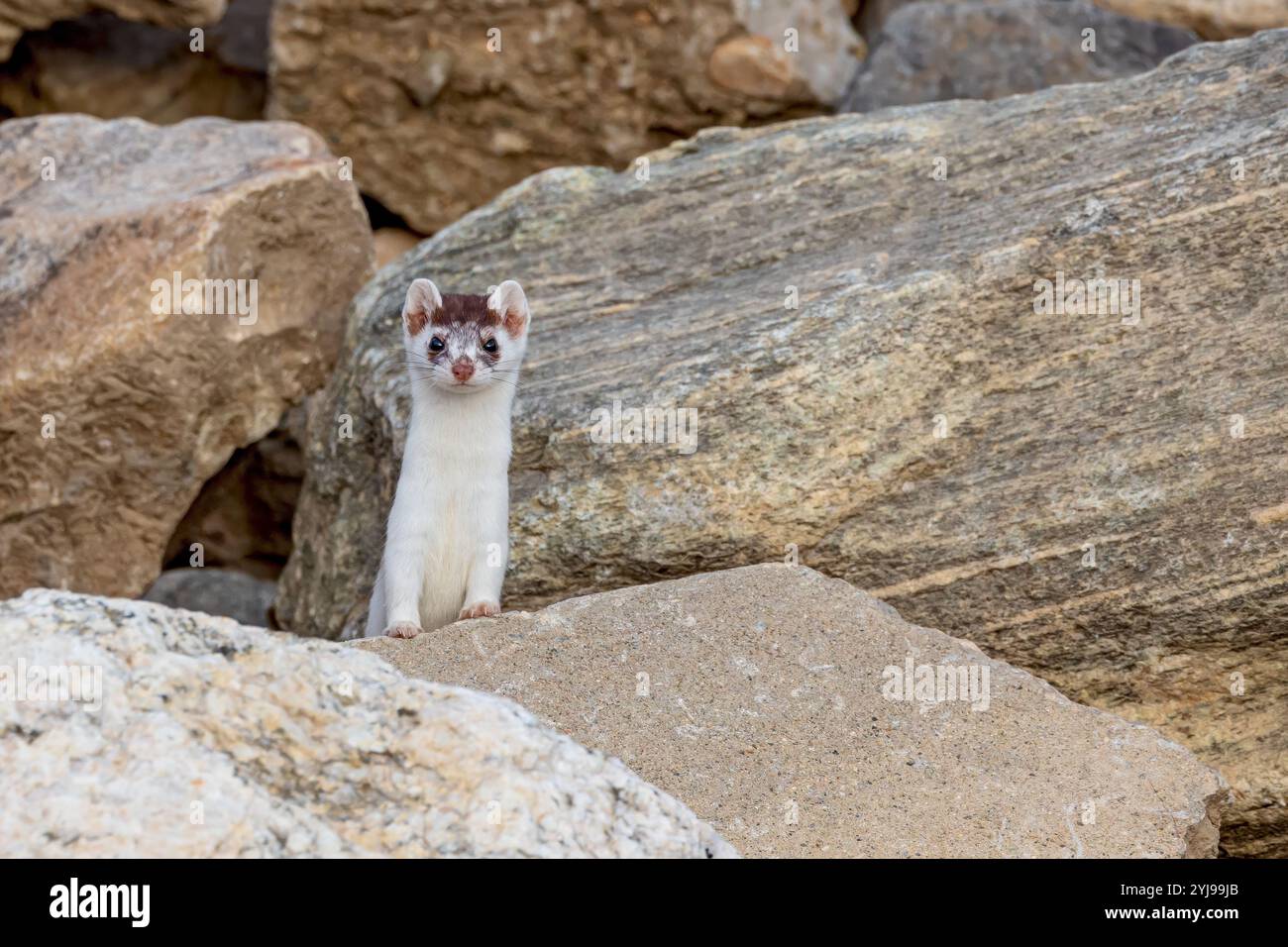 Short tailed weasel hi-res stock photography and images - Alamy