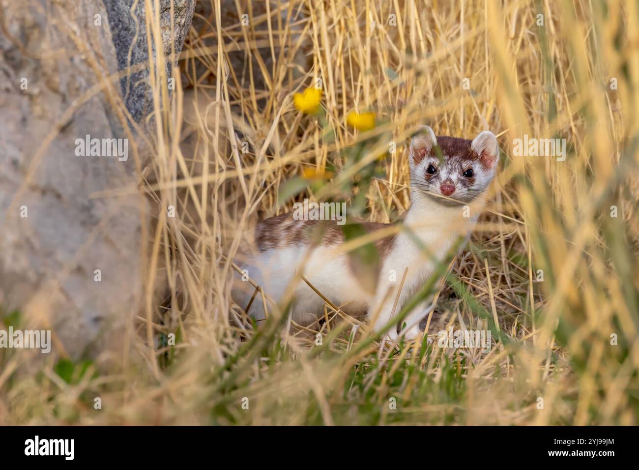 Short tailed weasel stoat hi-res stock photography and images - Alamy