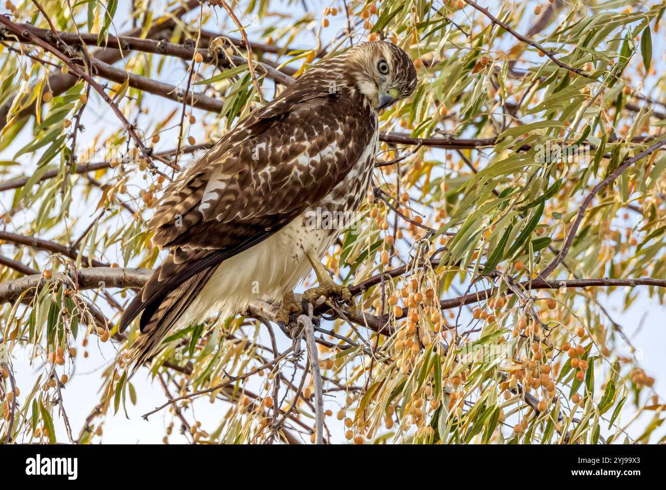 Red tailed hawk utah hi-res stock photography and images - Alamy