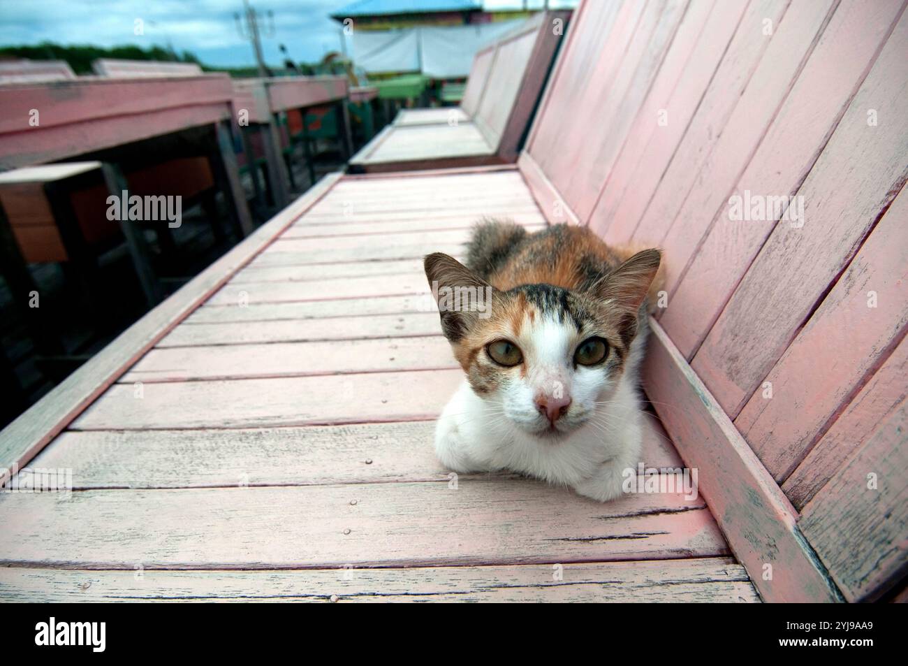 Cat posing on bench hi-res stock photography and images - Alamy