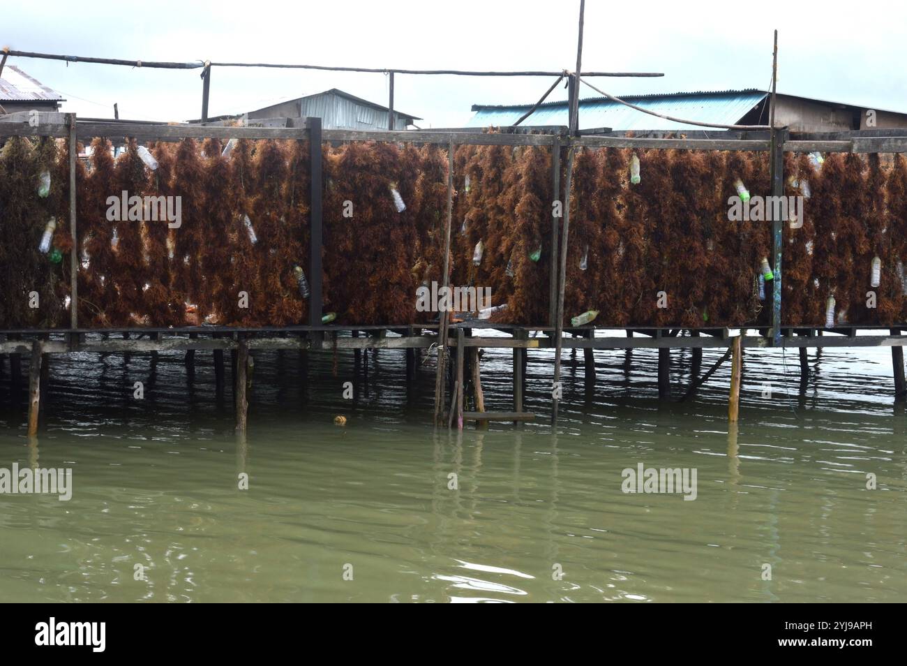 seaweed in the drying process Stock Photo - Alamy
