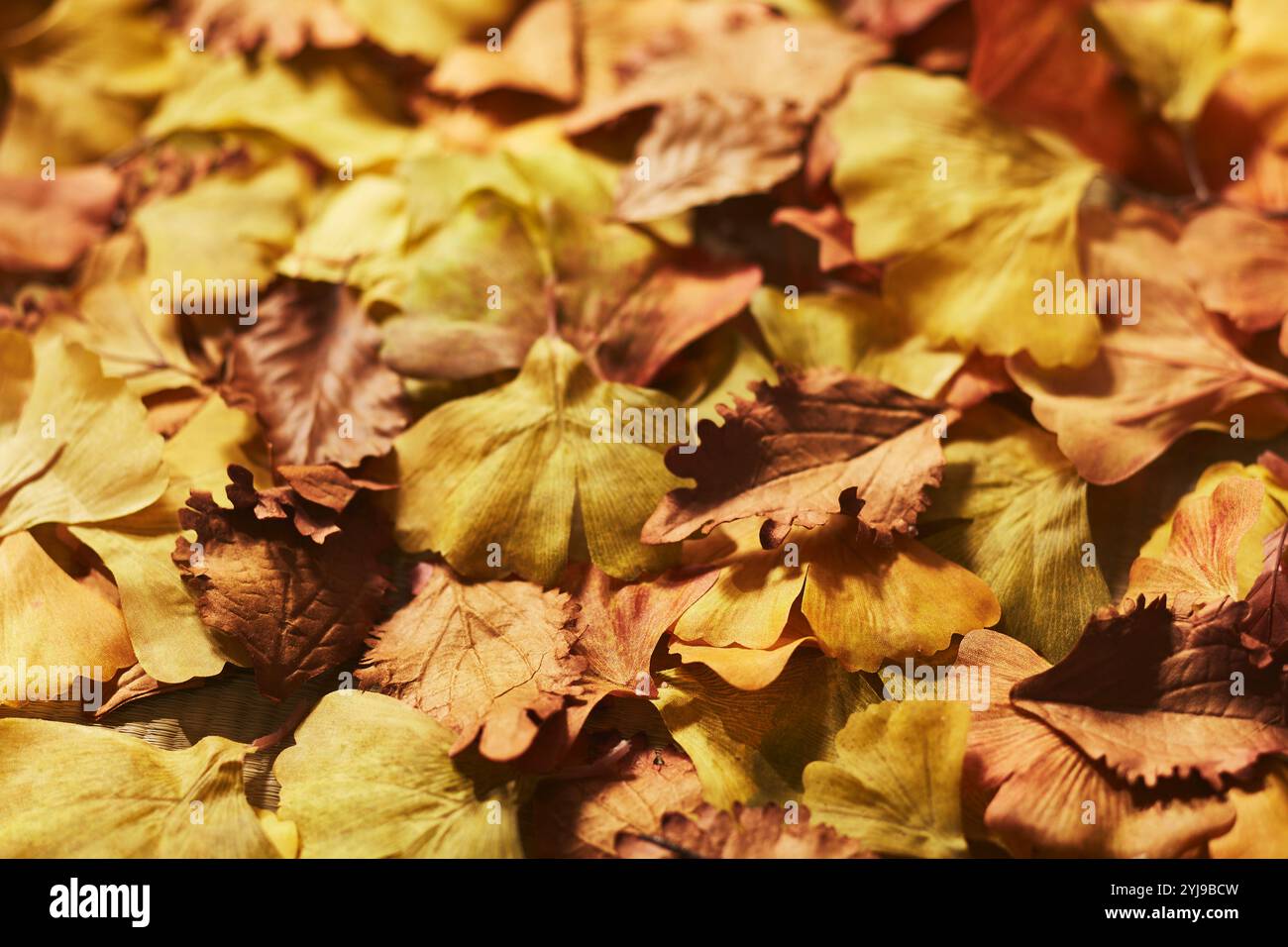 Group of fallen leaves Stock Photo - Alamy