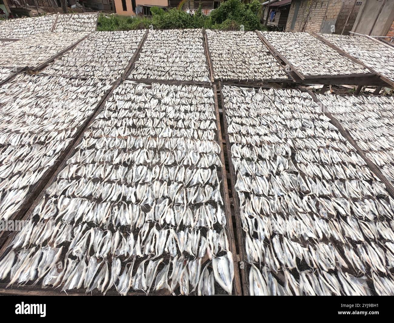 the process of drying thin fish in nets Stock Photo - Alamy