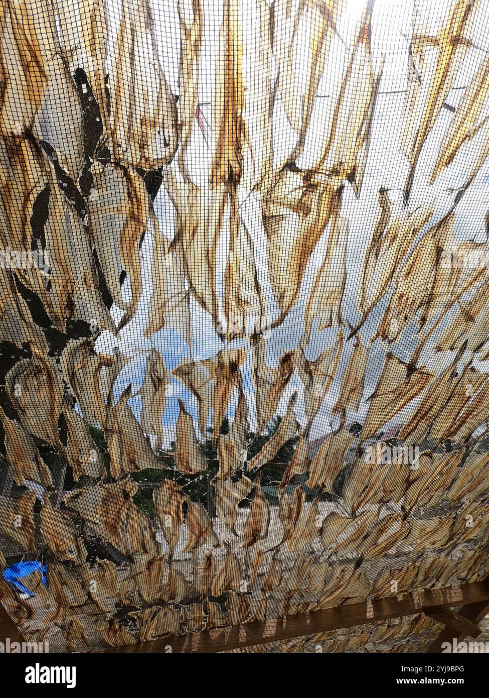 the process of drying thin fish in nets Stock Photo - Alamy