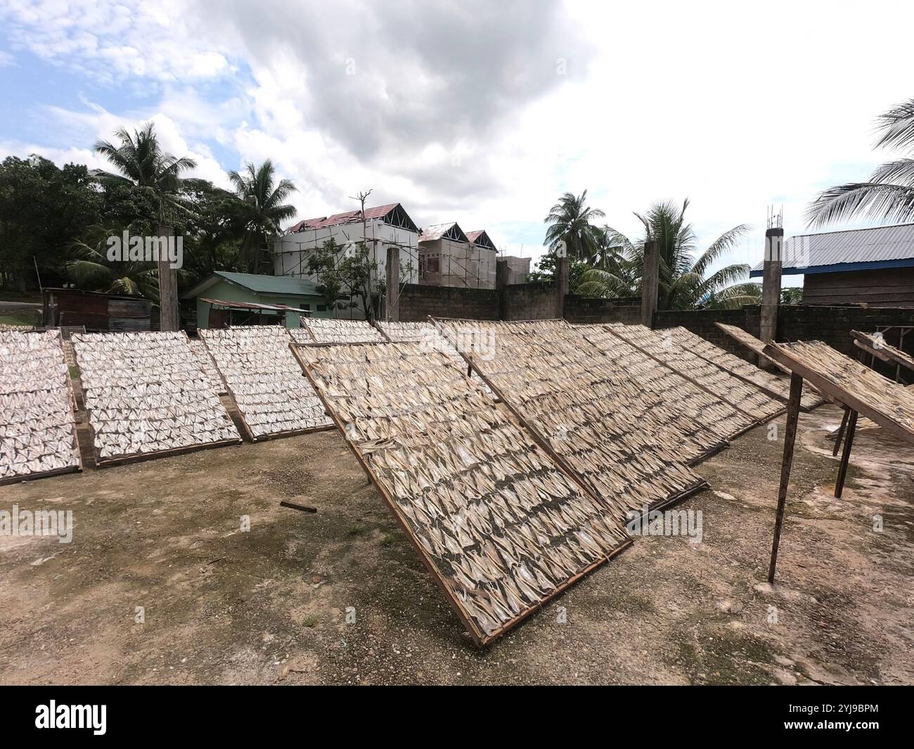 the process of drying thin fish in nets Stock Photo - Alamy