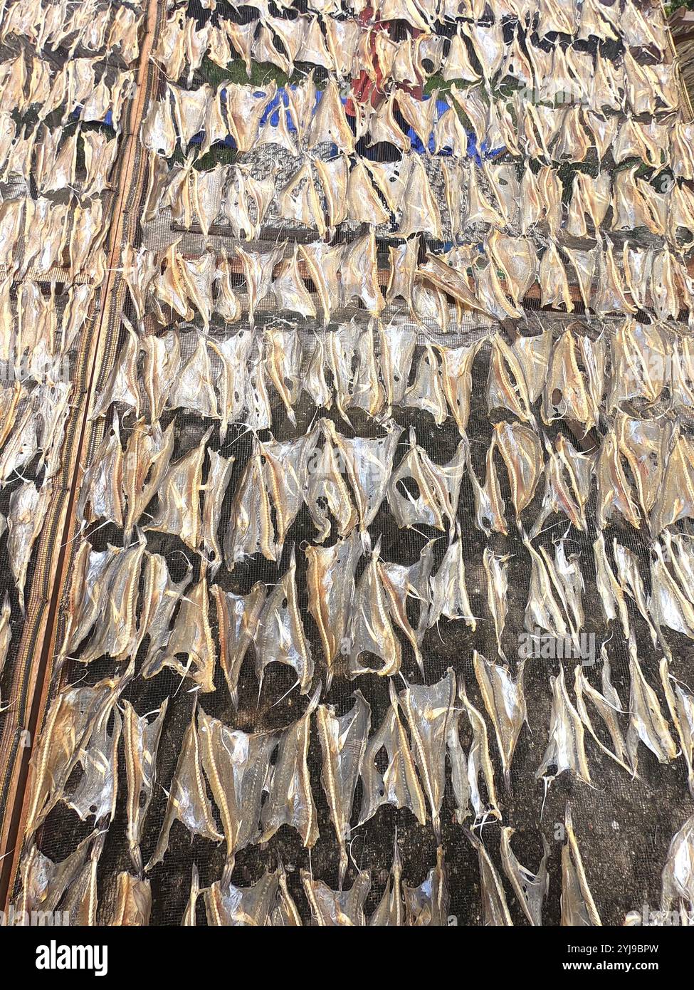 the process of drying thin fish in nets Stock Photo - Alamy