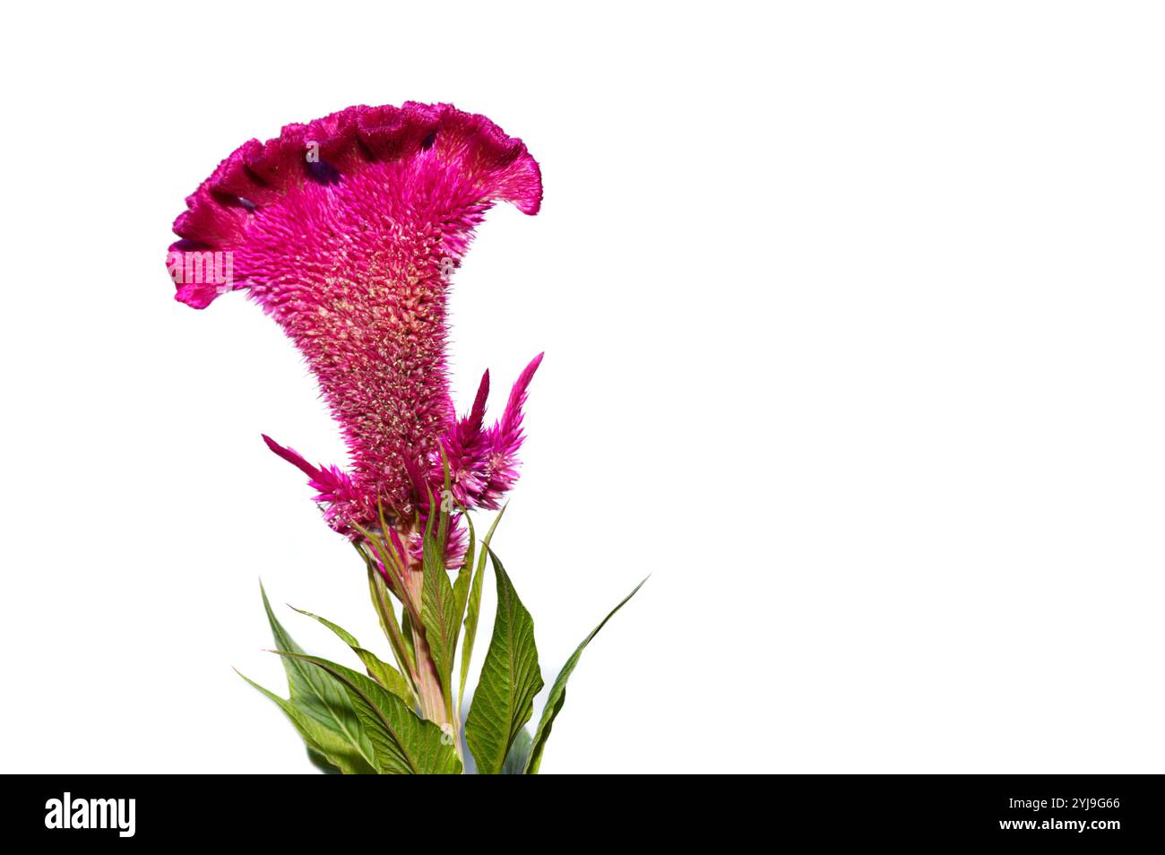 celosia or crested chicken flower Stock Photo - Alamy