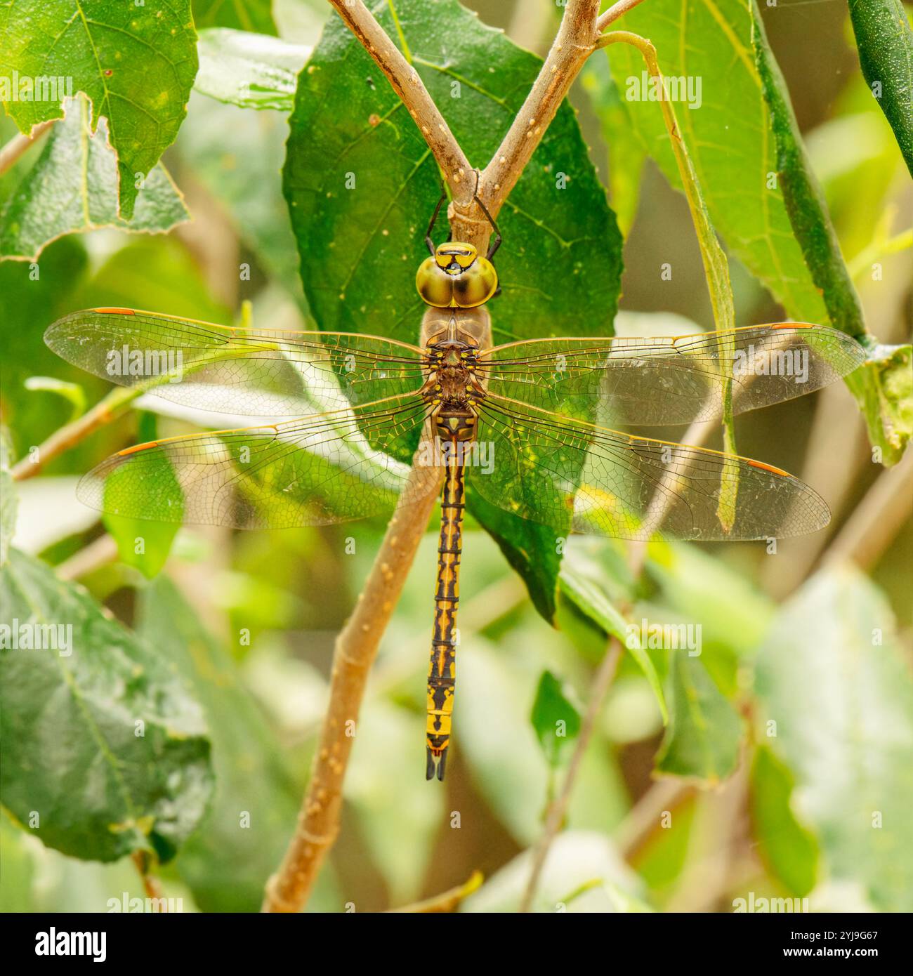 The Australian emperor dragonfly, also known as the yellow emperor dragonfly, scientific name ...