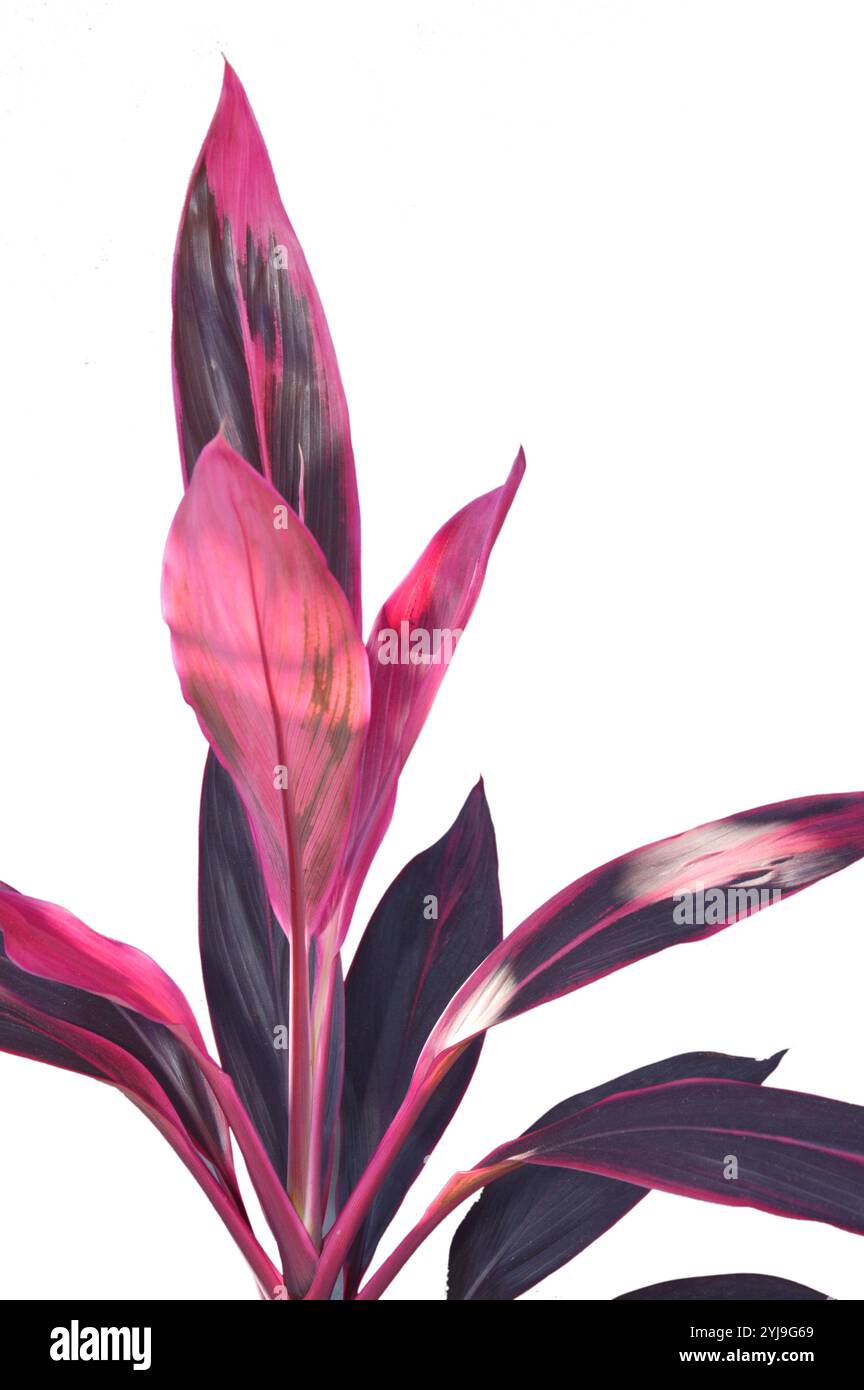 Corn Plant's bright leaf with red stripe (Dracaena fragrans Stock Photo ...