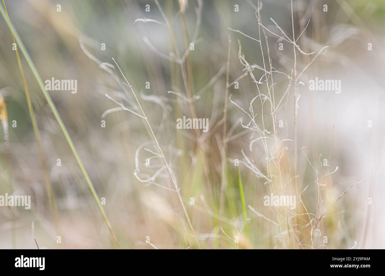 Thin stalks hi-res stock photography and images - Alamy