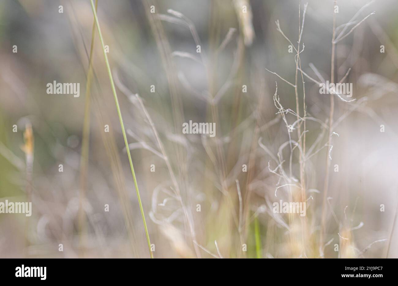 Thin stalks hi-res stock photography and images - Alamy