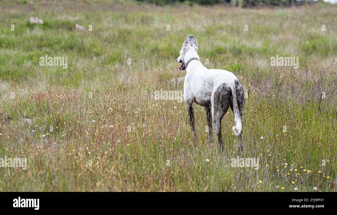 White greyhound dog covered in mud fun time happy Stock Photo - Alamy