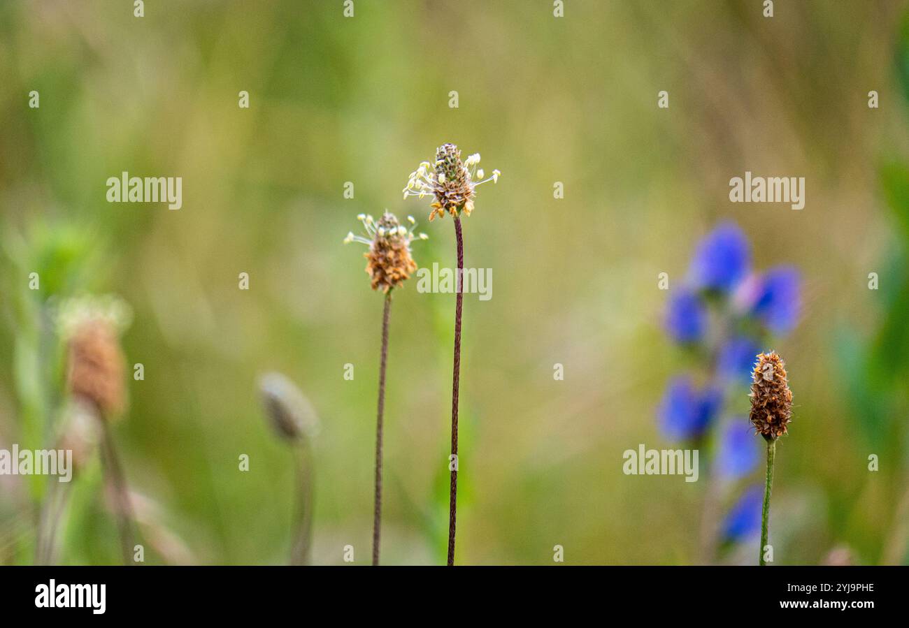 Thin stalks hi-res stock photography and images - Alamy