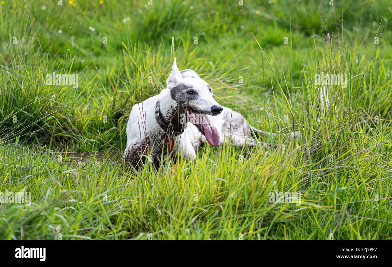 White greyhound dog covered in mud fun time happy Stock Photo - Alamy