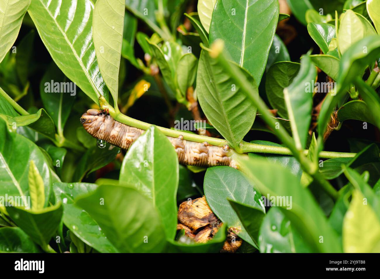 Caterpillars are the larval stage of butterflies and moths. They are ...