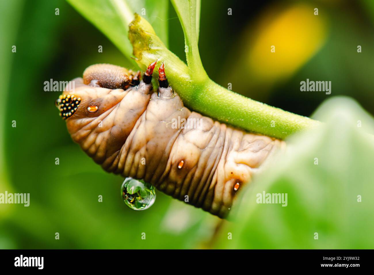 Caterpillars are the larval stage of butterflies and moths. They are ...