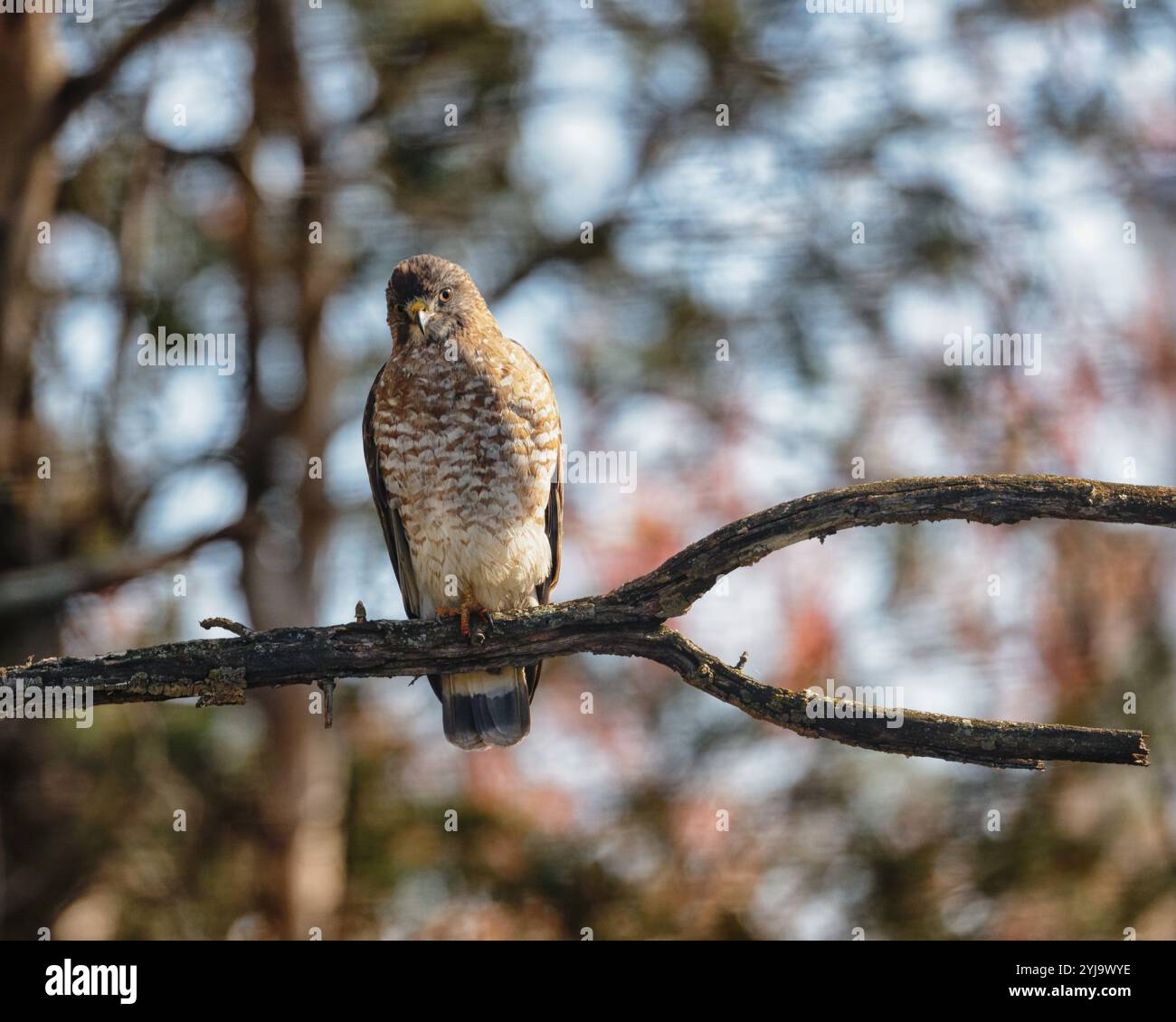 Broad-Winged Hawk Sitting on a Tree Branch, New Jersey, USA Stock Photo ...