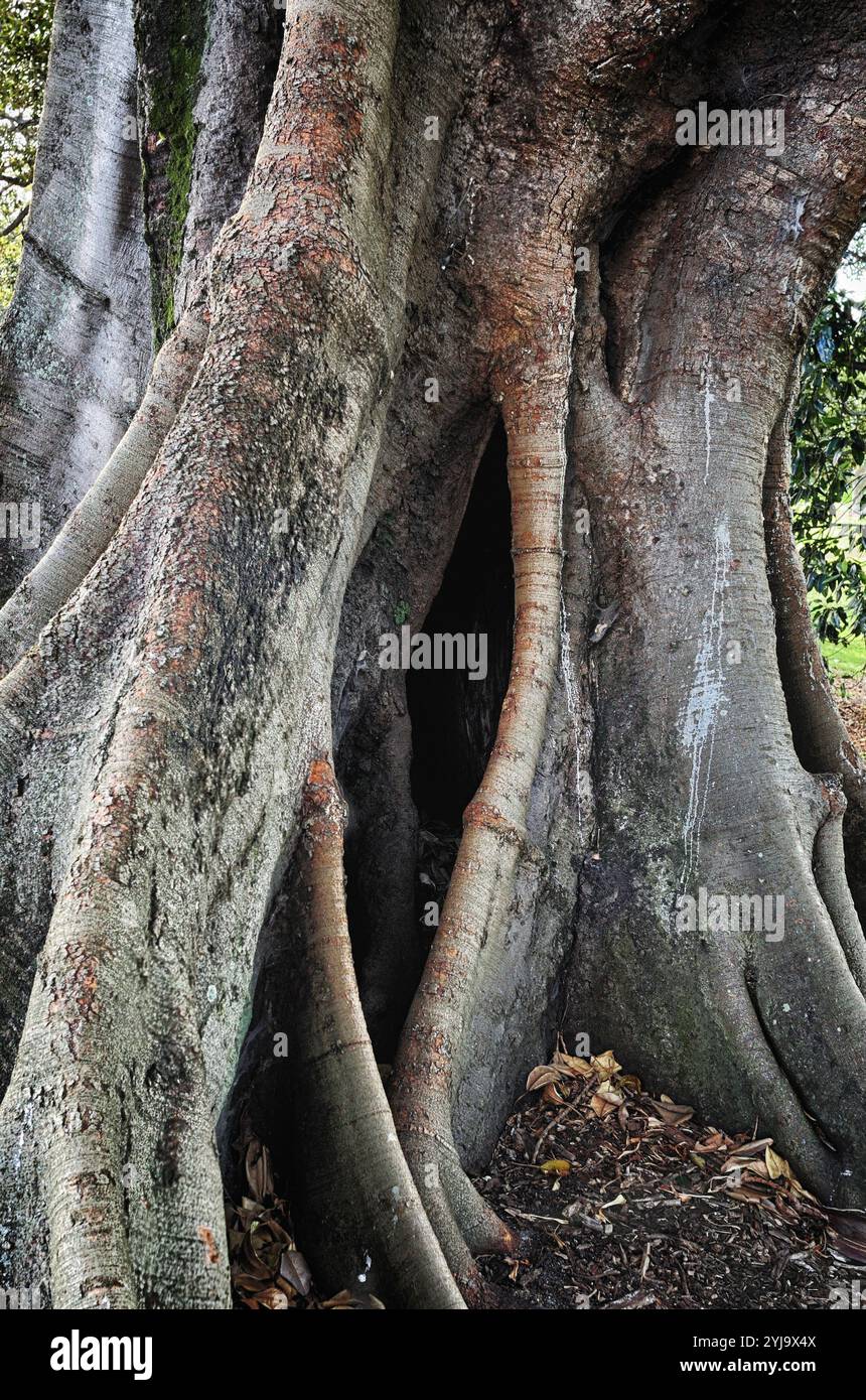 Strangler fig trees australia hi-res stock photography and images - Alamy
